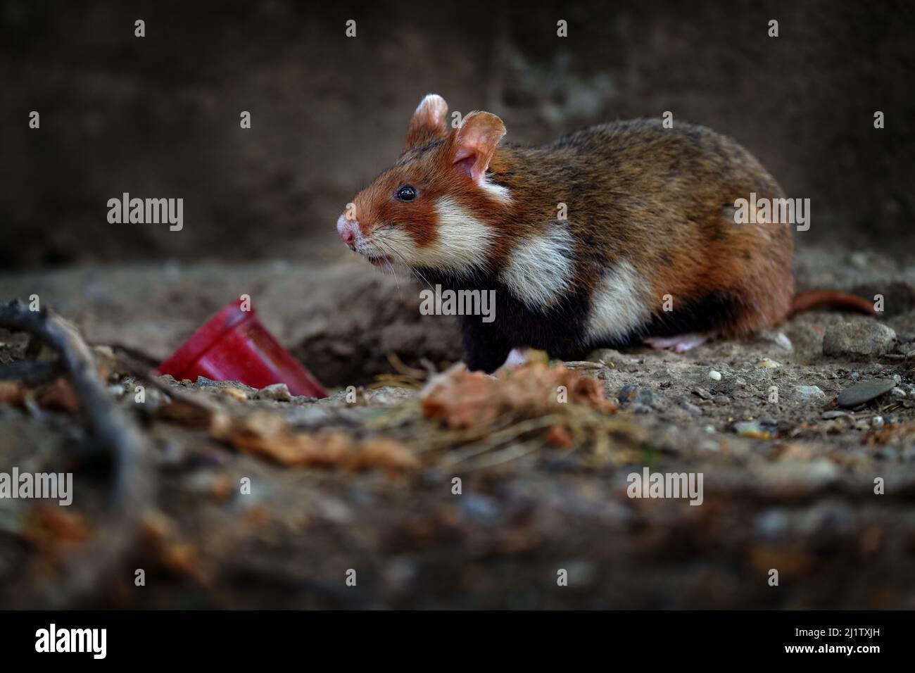 Hamster, Cricetus cricetus, stone tombstone cemetery, Vienna, Austria ...