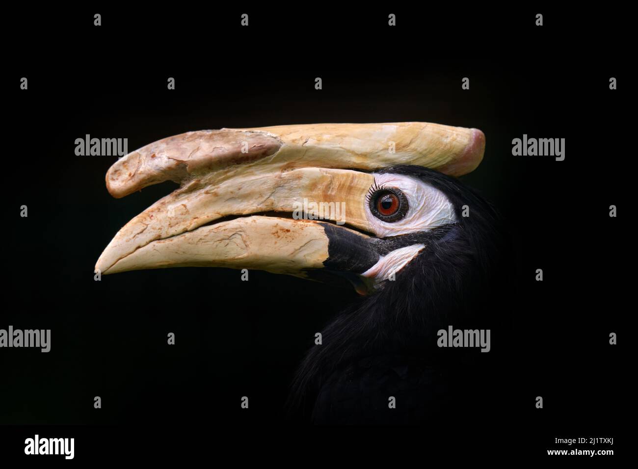 Hornbill, close-up detail from dark tropic forest. Palawan hornbill ...
