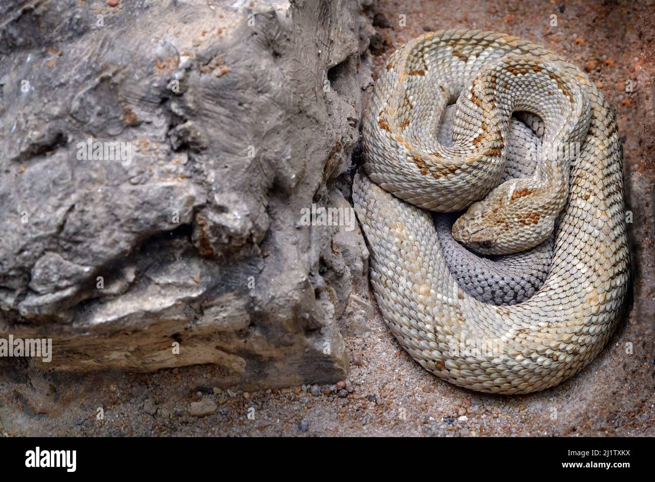 Venomous pitviper species hi-res stock photography and images - Alamy