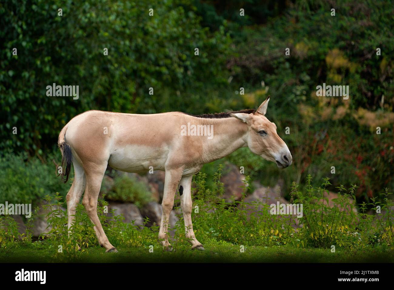 Turkmenian kulan, Equus hemionus kulan, also called Transcaspian wild ...