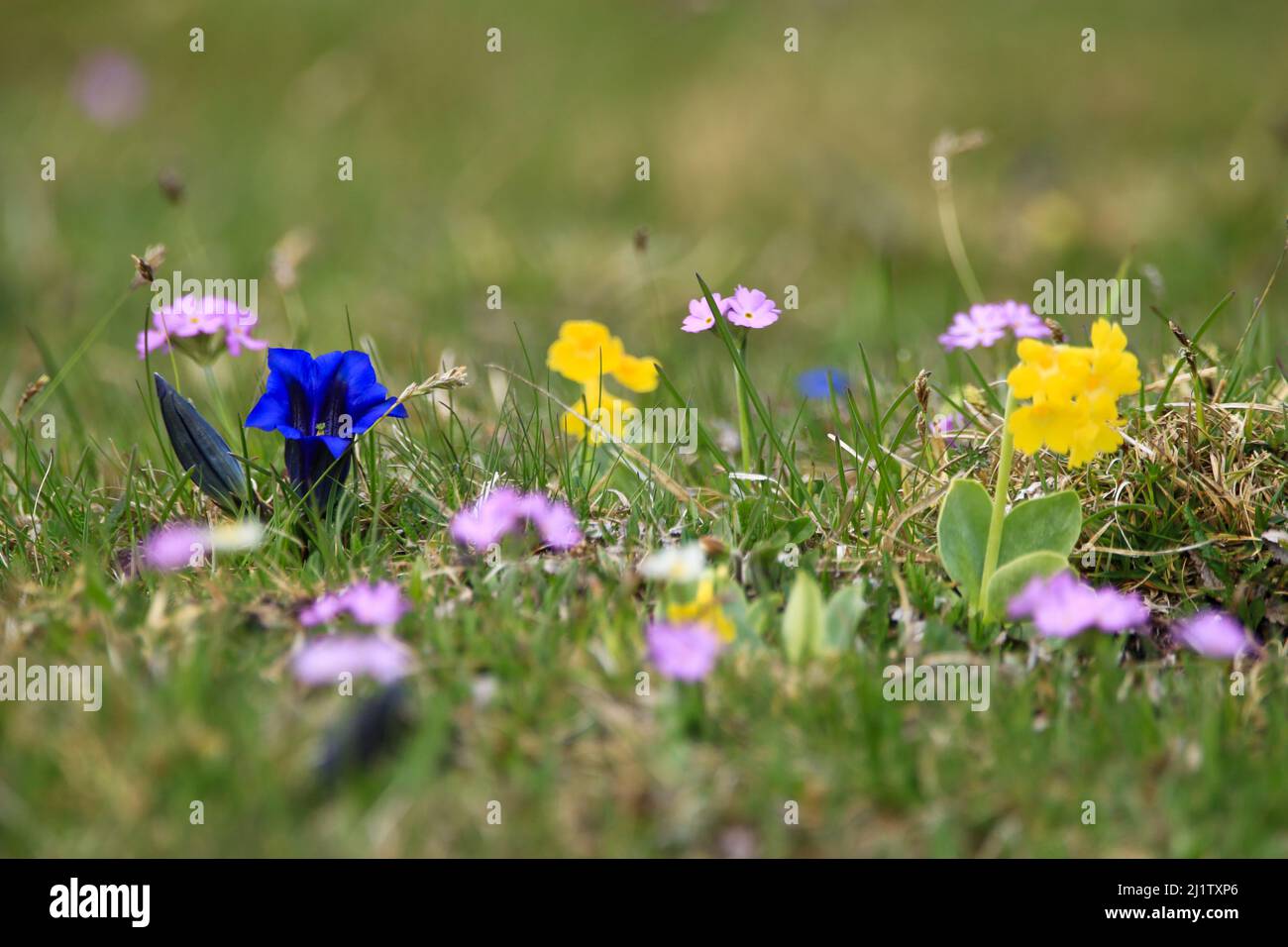 Gentian flowers in the Bavarian alps Stock Photo - Alamy