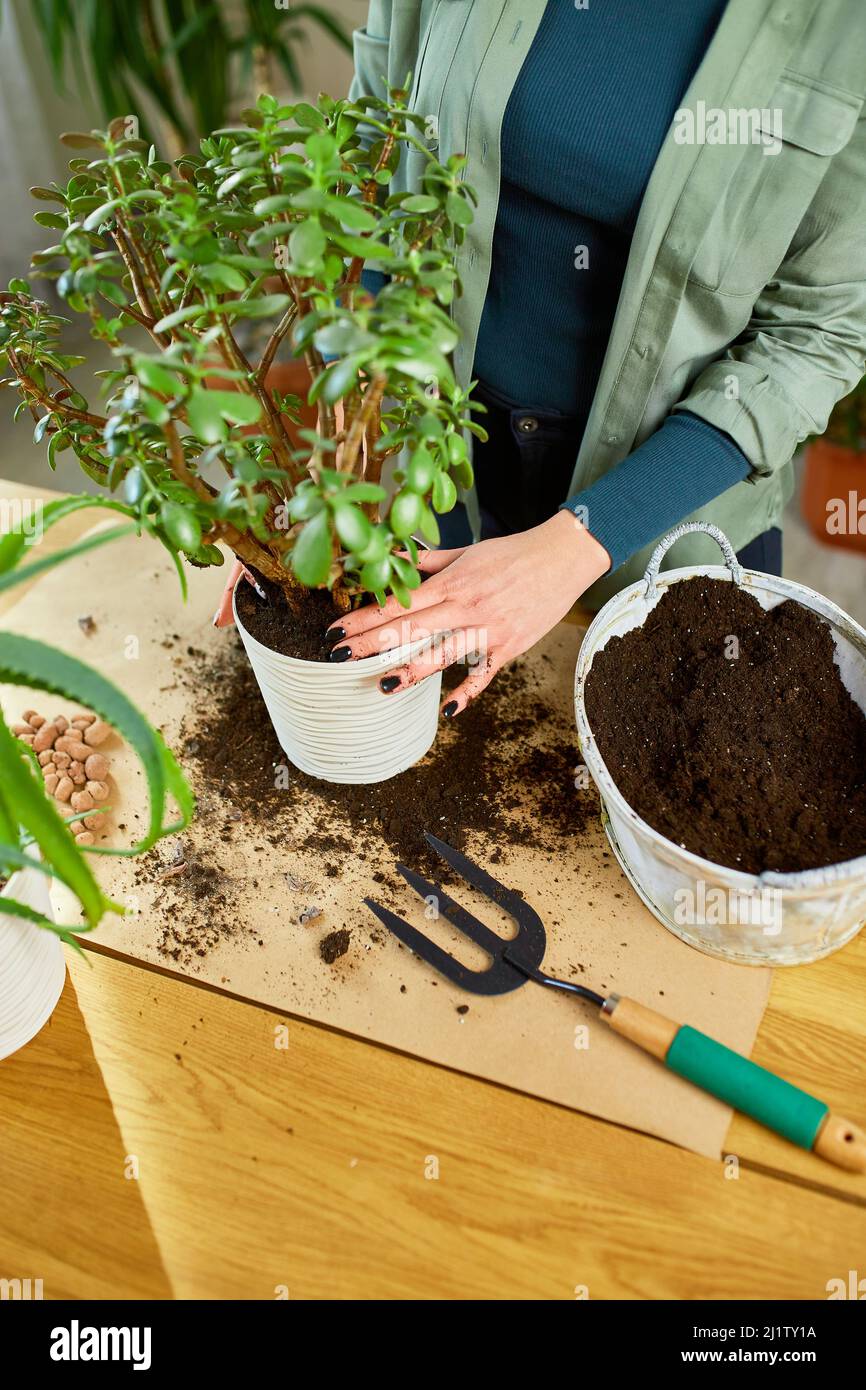 Woman transplanting Crassula plant into new pot at home, Replanting the ...