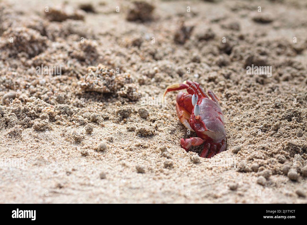 Myanmar seafood hi-res stock photography and images - Alamy