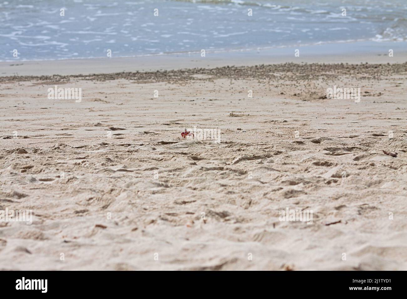 Small crab from Myanmar Stock Photo - Alamy