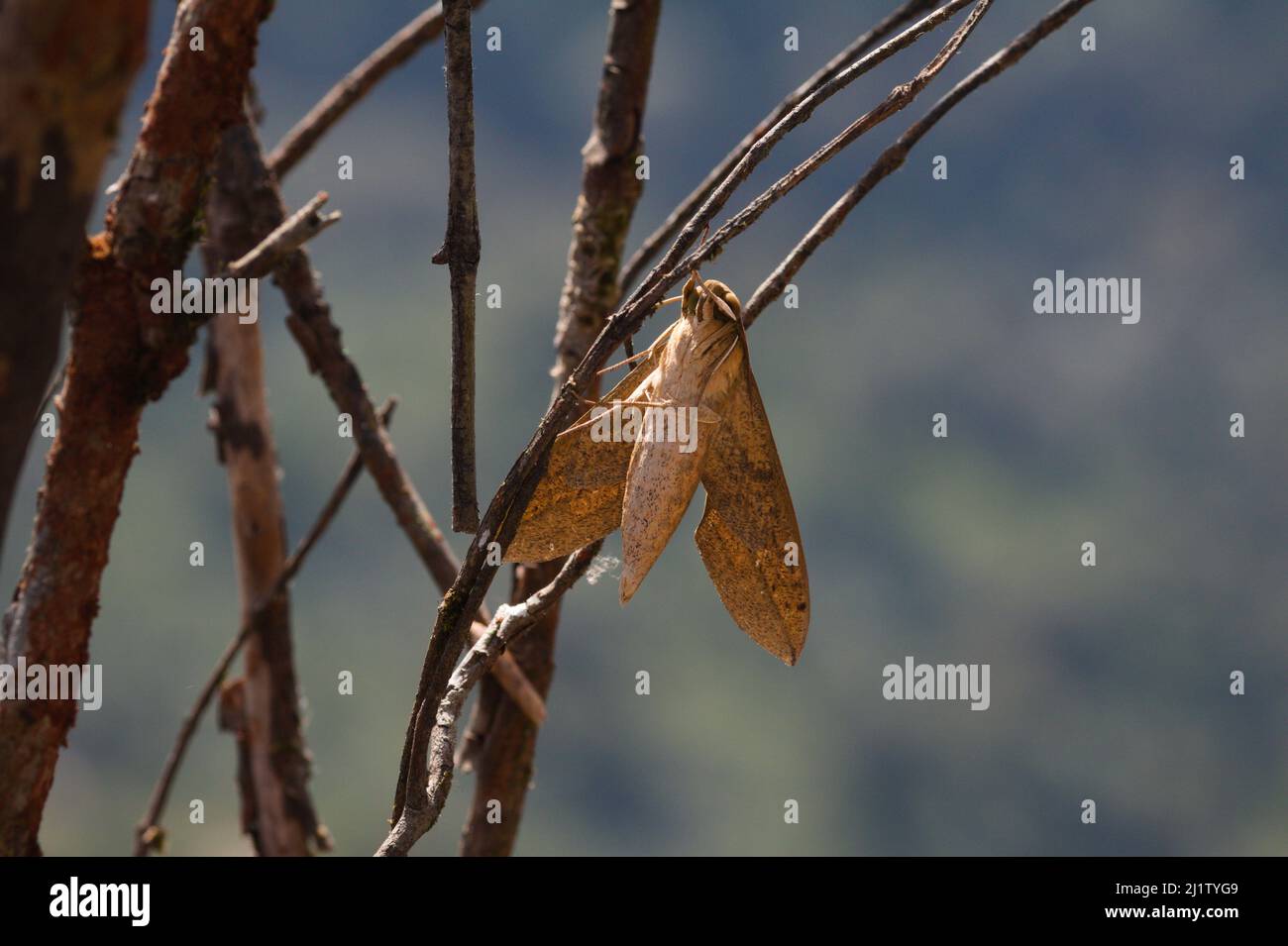 Frost moth hi-res stock photography and images - Alamy