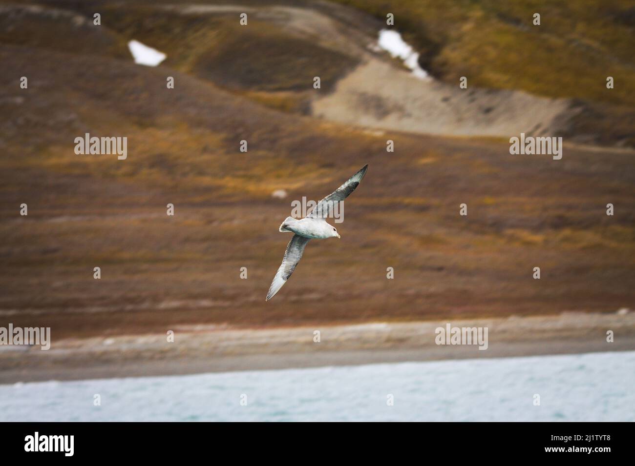 A seagull in Svalbard Stock Photo - Alamy
