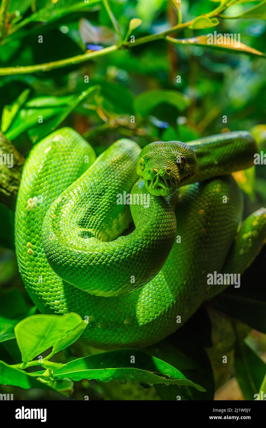 Green tree python (Morelia viridis) close-up. Portrait art Stock Photo ...