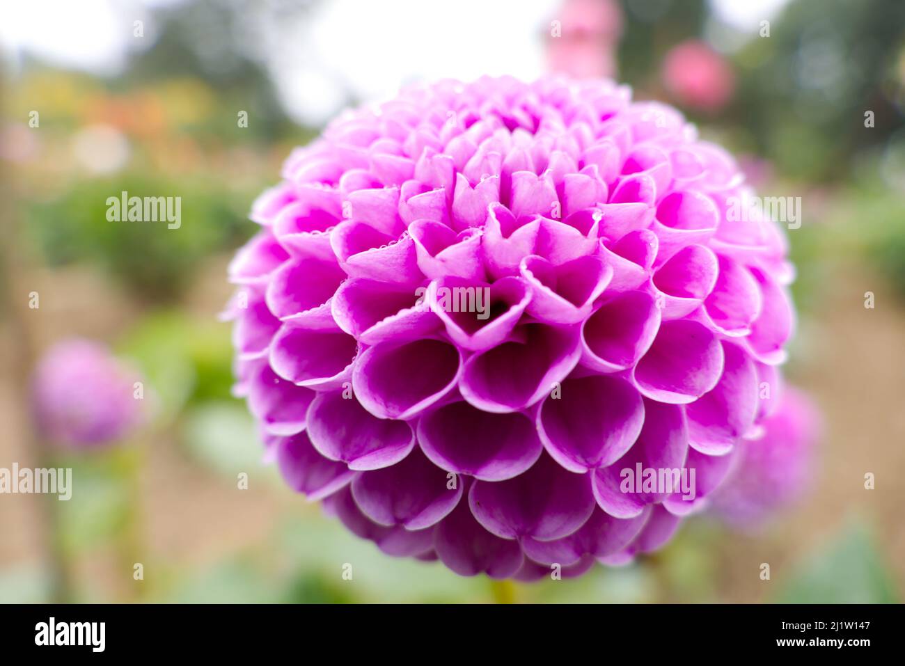 Ball shaped flower hi-res stock photography and images - Alamy
