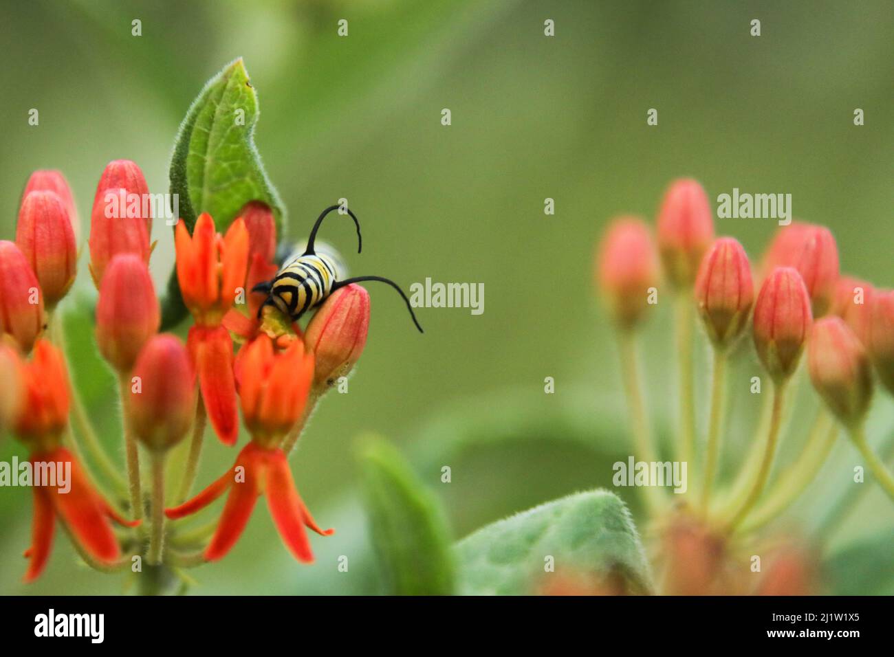A Monarch Caterpillar eating a flowering plant in preparation for its ...