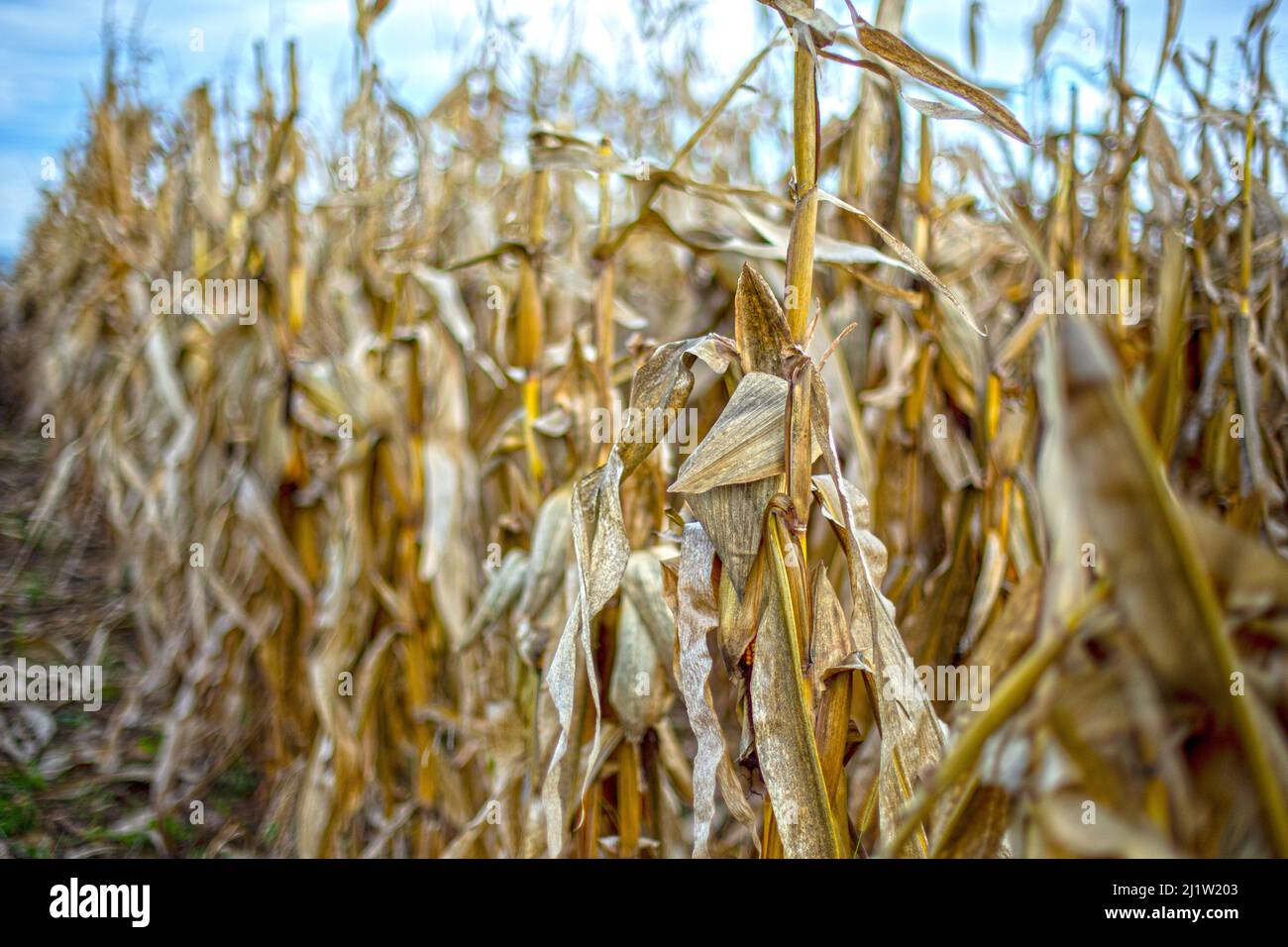 Closeup shot dry cornfield hi-res stock photography and images - Alamy
