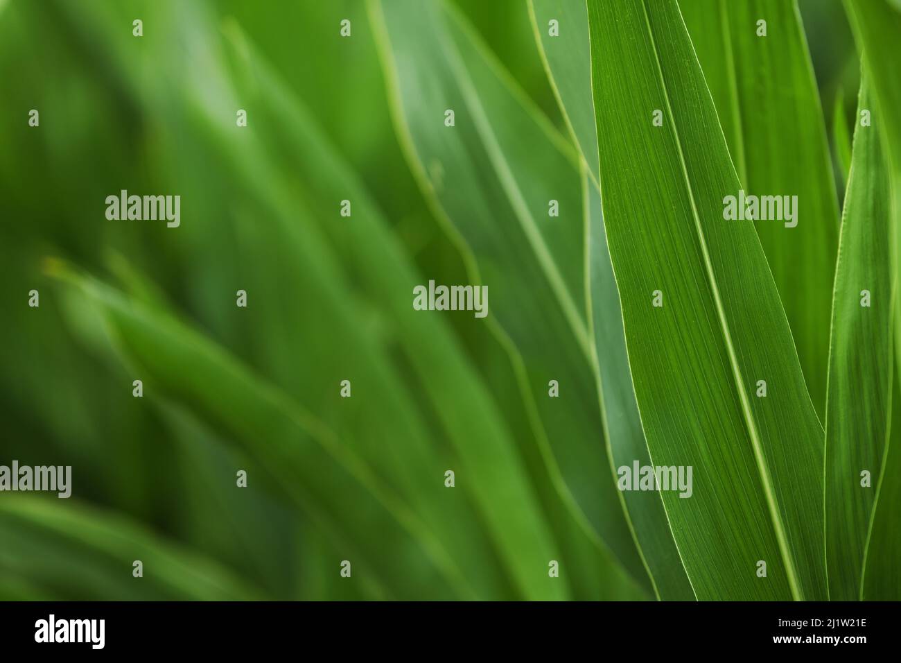 Maize leaves hi-res stock photography and images - Alamy