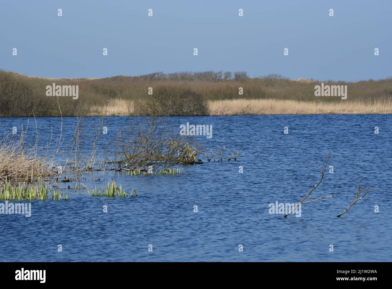 Callantsoog, Netherlands, march 2022. The dune landscape near ...