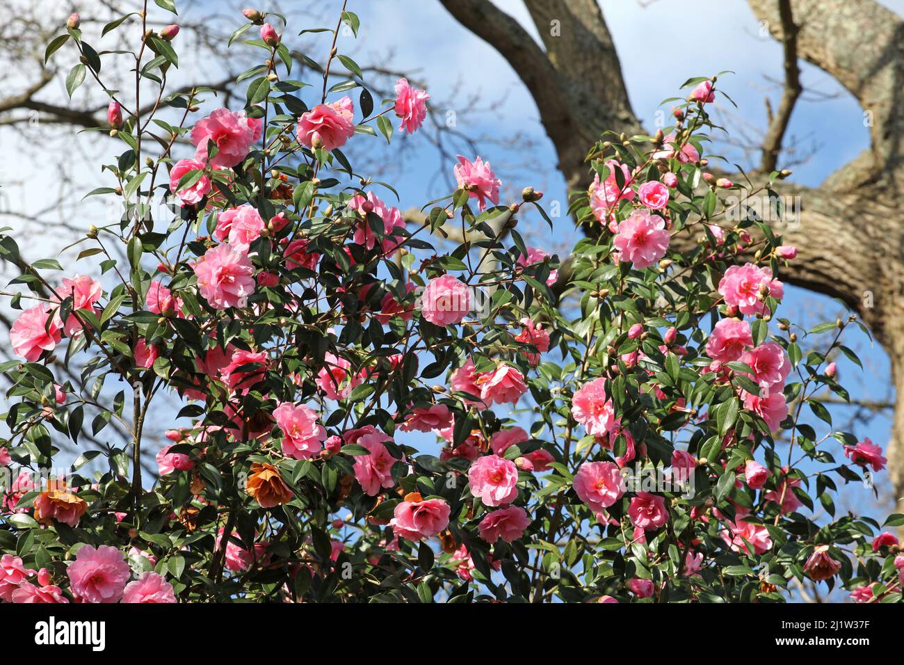 Double camellias hi-res stock photography and images - Alamy