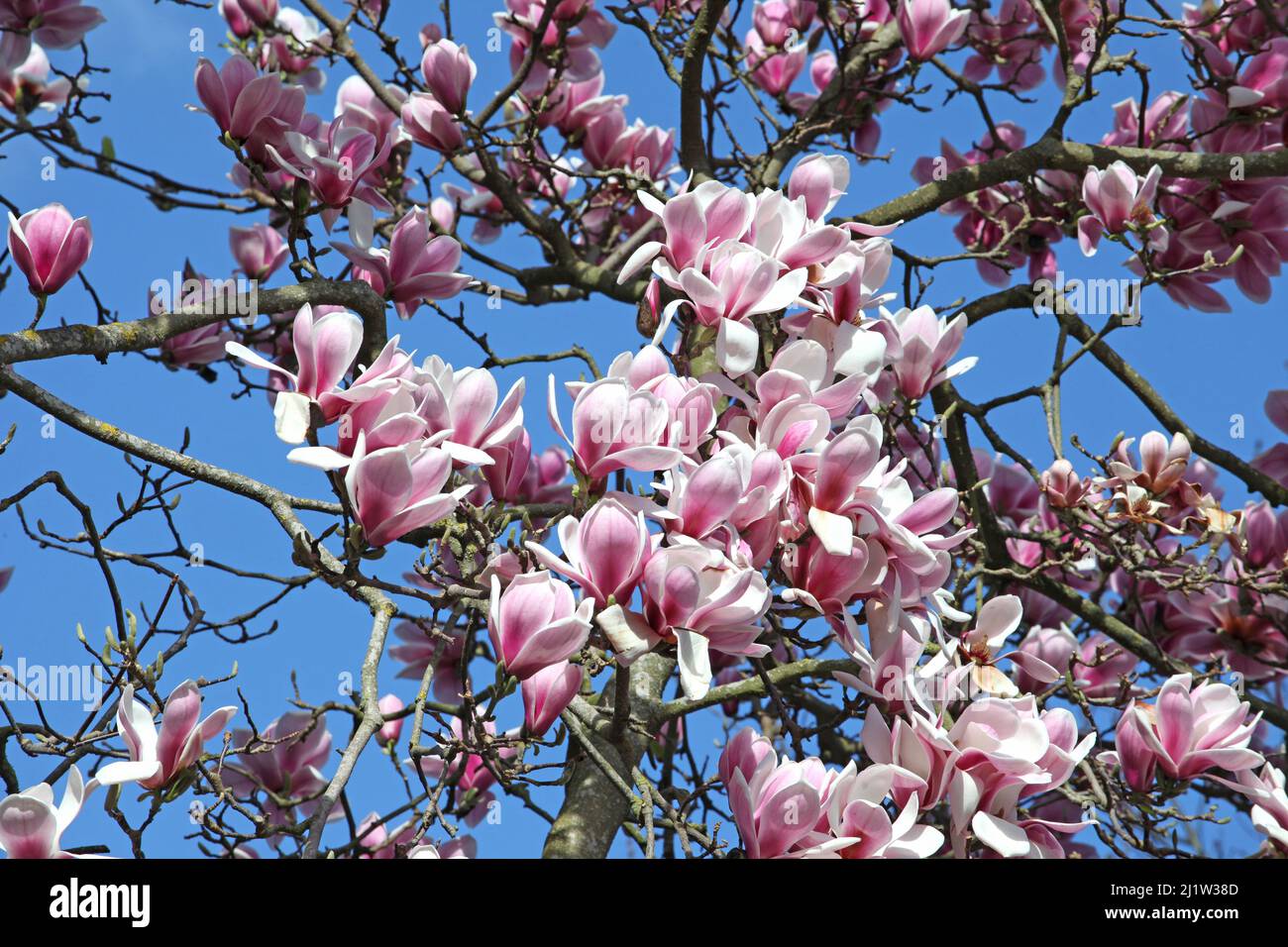 Hot lips bush hi-res stock photography and images - Alamy