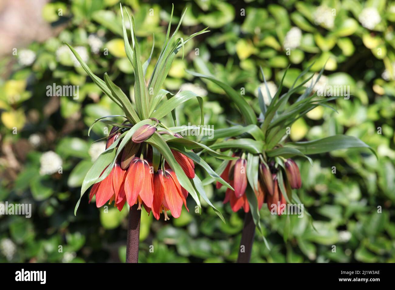 Fritillaria imperialis (Crown Imperial) ÔRed BeautyÕ in flower Stock ...