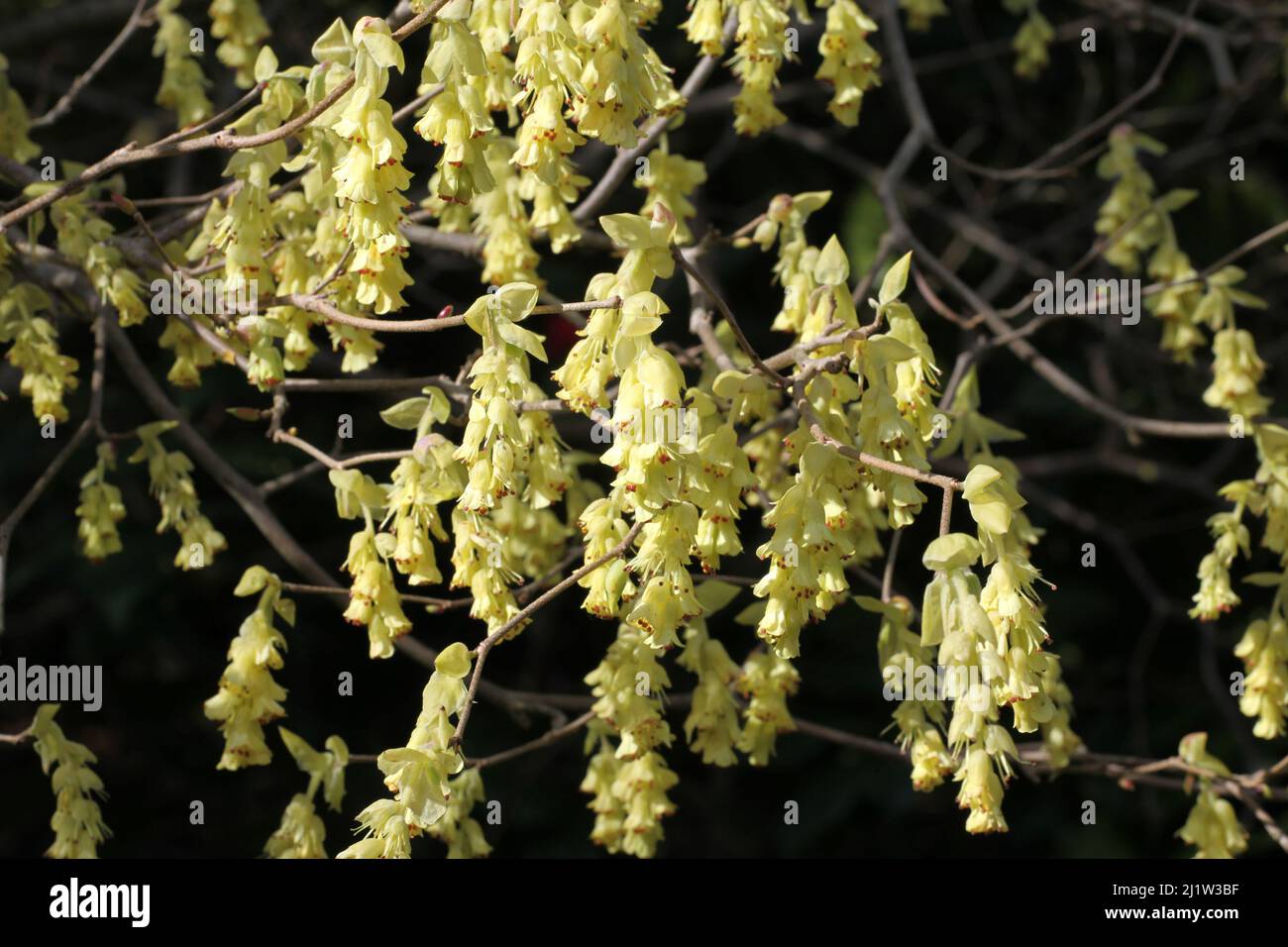The dainty yellow flowers of Winter Hazel Stock Photo - Alamy