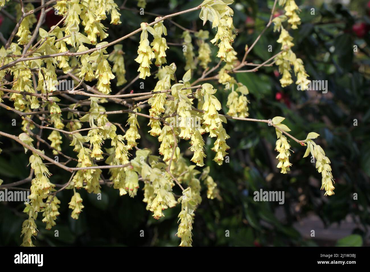 The dainty yellow flowers of Winter Hazel Stock Photo - Alamy