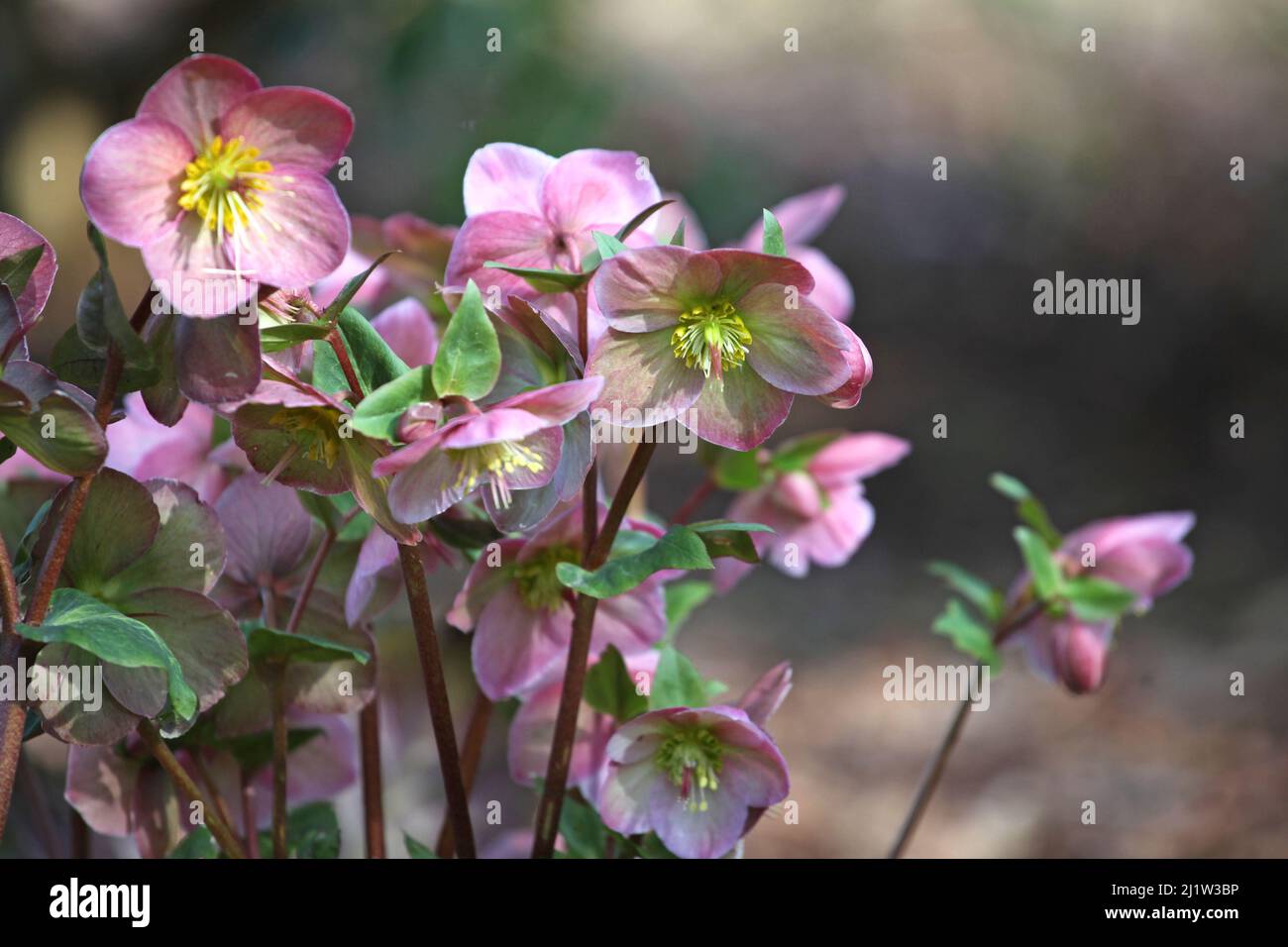 Pink helleborus hybrid variety in flower Stock Photo - Alamy