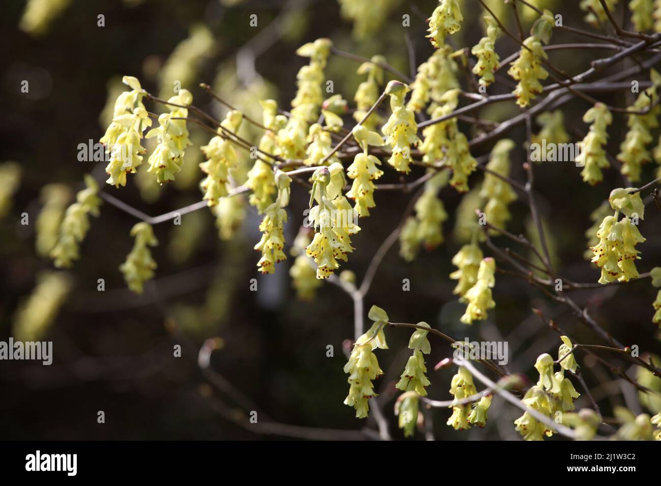 The dainty yellow flowers of Winter Hazel Stock Photo - Alamy