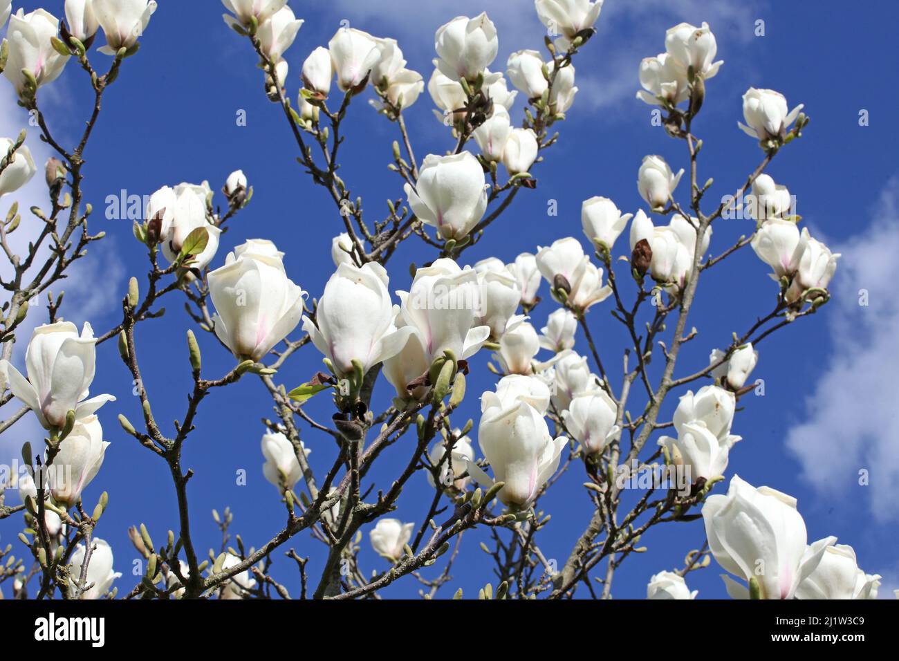 Magnolia x soulangeana 'White Giant' in flower Stock Photo - Alamy