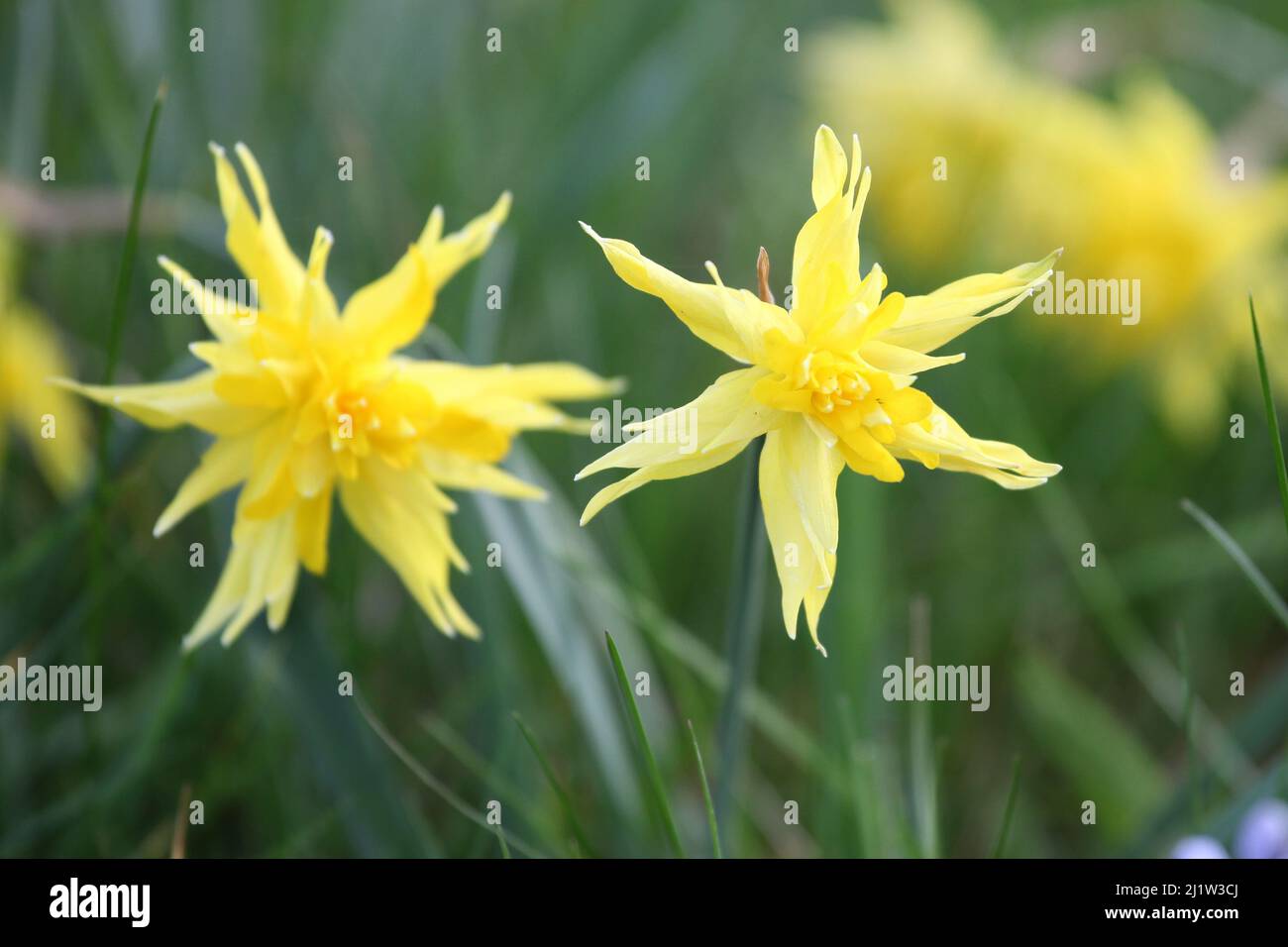 Yellow Narcissus 'Rip van Winkle' double daffodil in flower Stock Photo ...