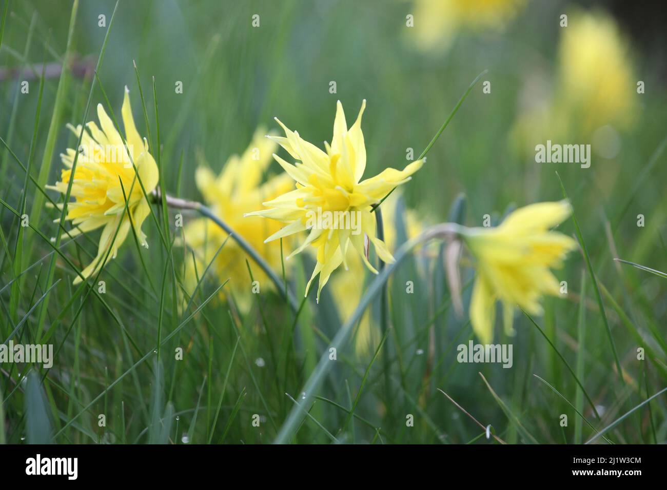 Yellow Narcissus 'Rip van Winkle' double daffodil in flower Stock Photo - Alamy
