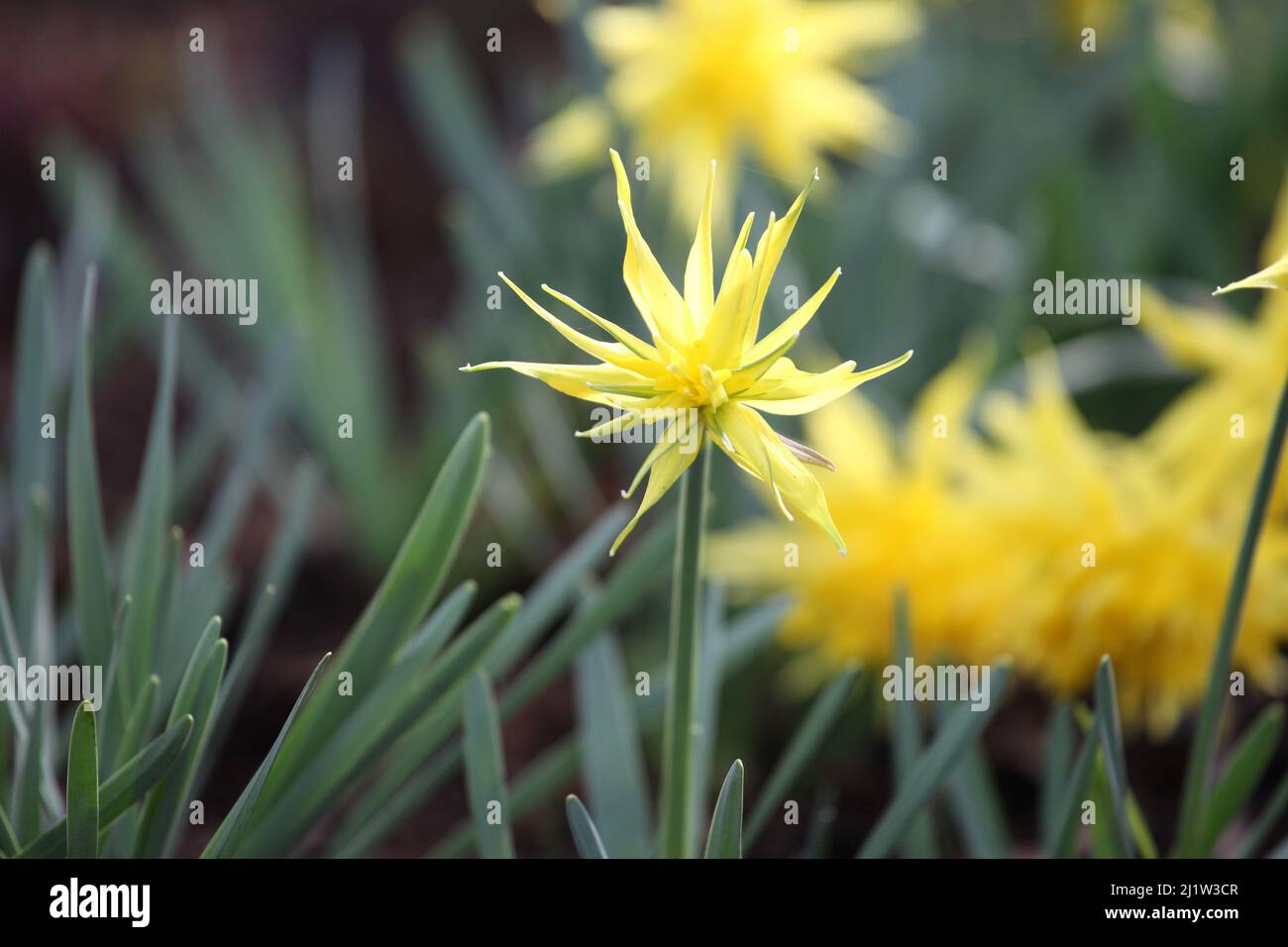 Yellow Narcissus 'Rip van Winkle' double daffodil in flower Stock Photo - Alamy