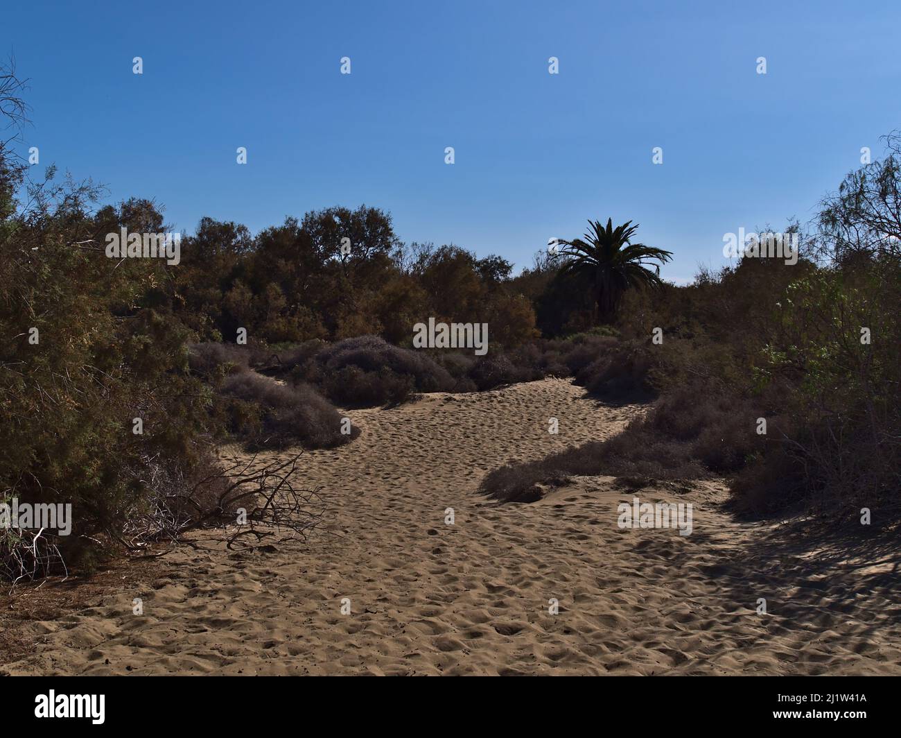 Landscape with protected vegetation including bushes and plam trees in ...