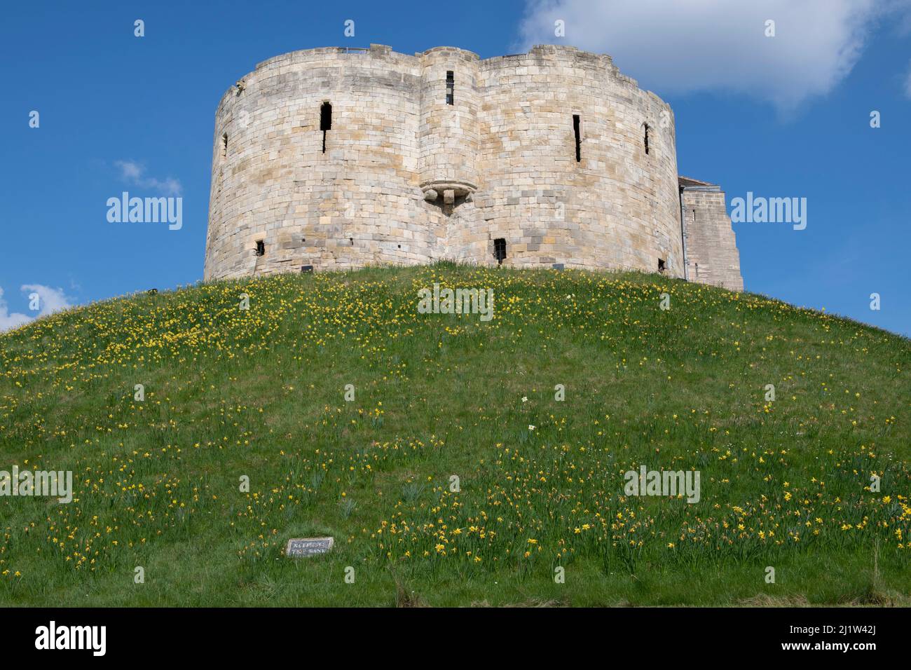 Clifford's Tower (York Castle) in York surrounded by Daffodils in ...