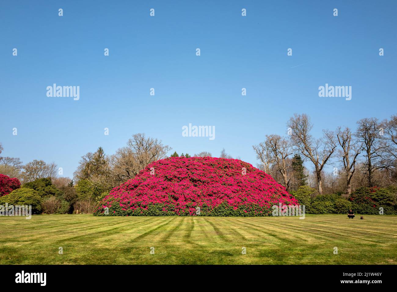 Horsham, March 26th 2022: The UK's largest rhododendron bush burst into ...