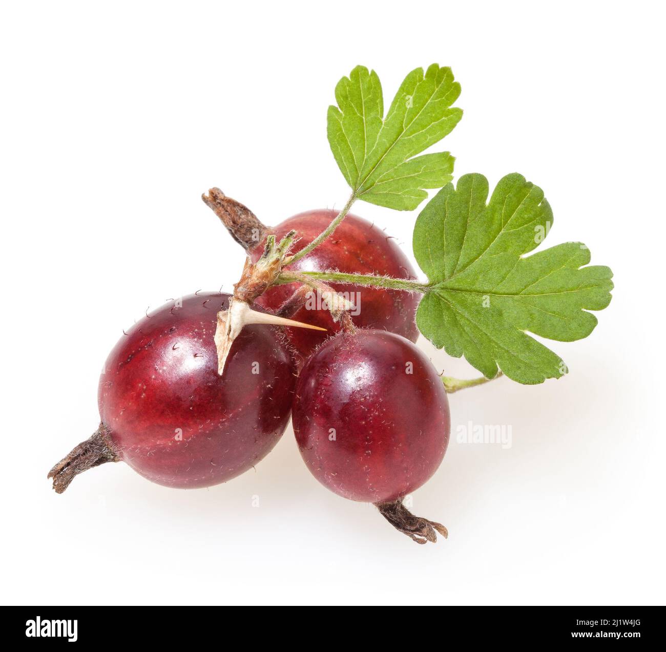Red gooseberries with green leaves isolated on white background Stock ...