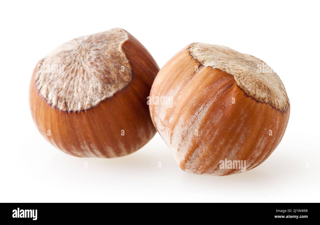 Filberts isolated on white background with clipping path Stock Photo ...