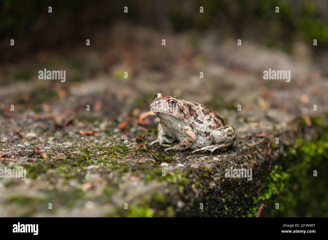 A shallow focus close-up of a Fowler's toad (Anaxyrus fowleri Stock ...
