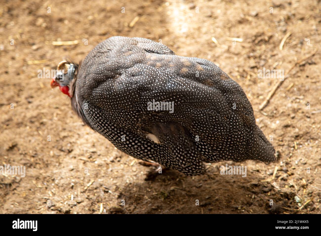 Guinea fowl running hi-res stock photography and images - Alamy