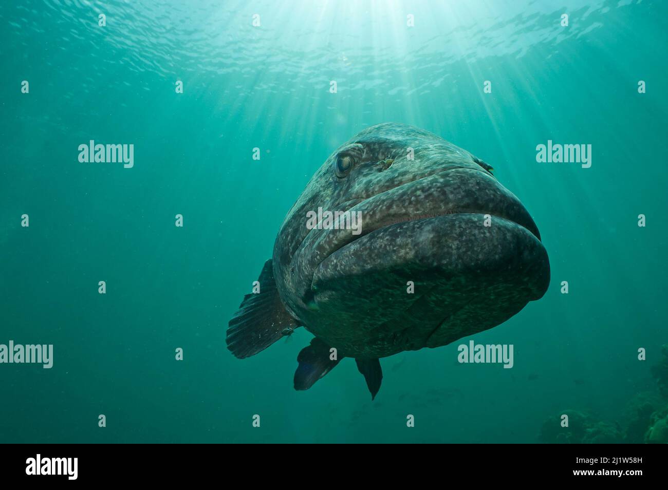 Potato grouper (Epinephelus tukala) in Passe Dubois / Dubois channel ...