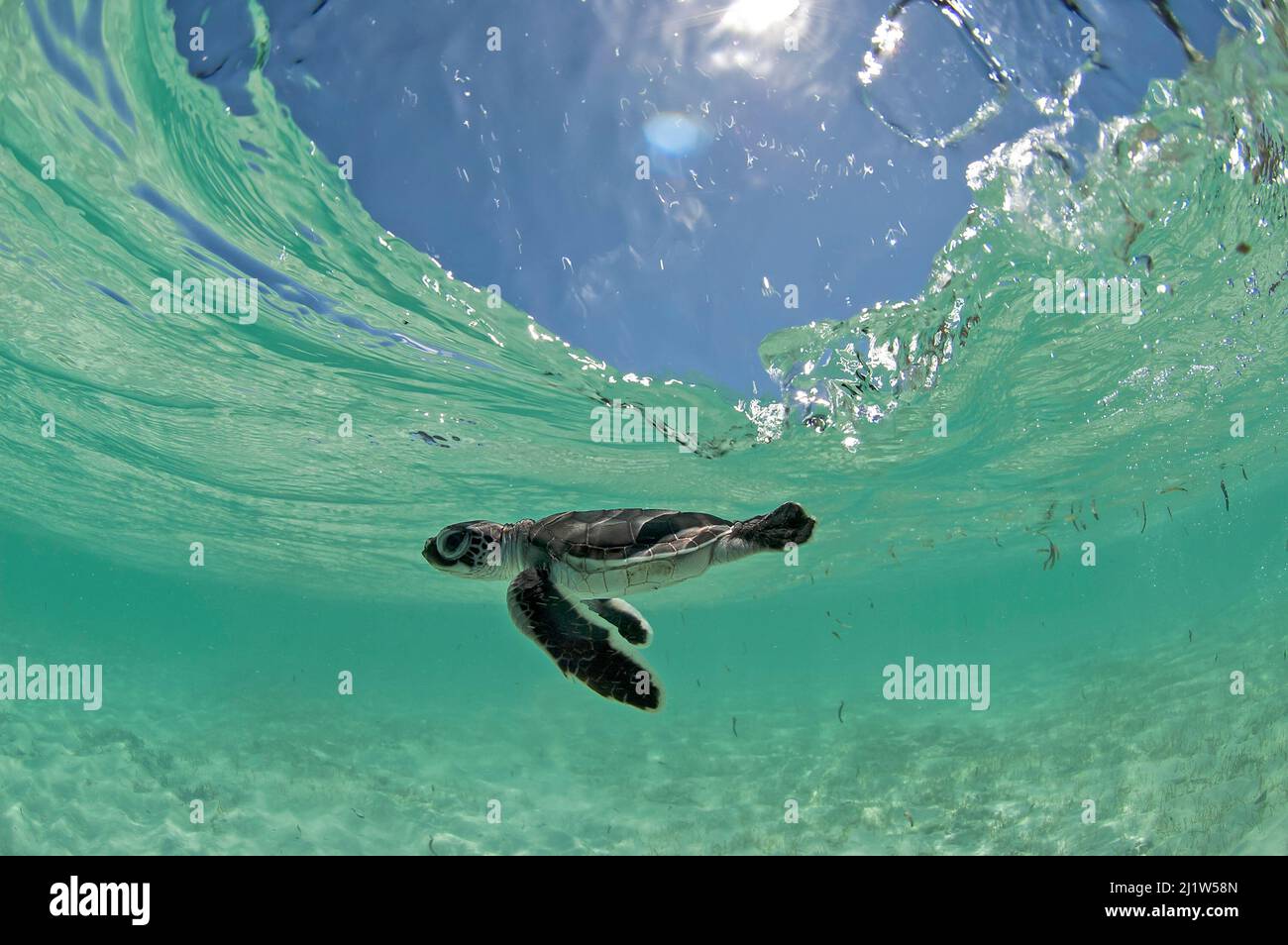Green sea turtle predators hi-res stock photography and images - Alamy