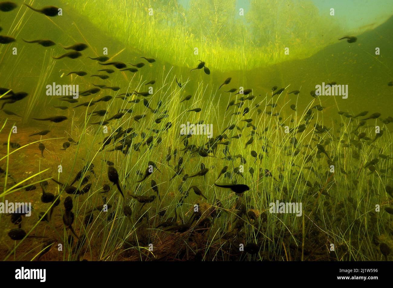 Common toad (Bufo bufo) tadpoles amongst ditch vegetation. Netherlands ...