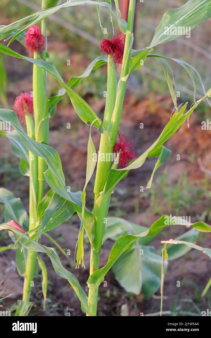 Close-up photo of green fresh maize green fruit growing maize crop ...