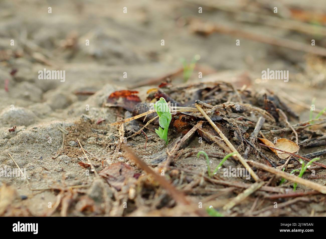 Close-up photo of A small green pea plant emerged from the earth and ...