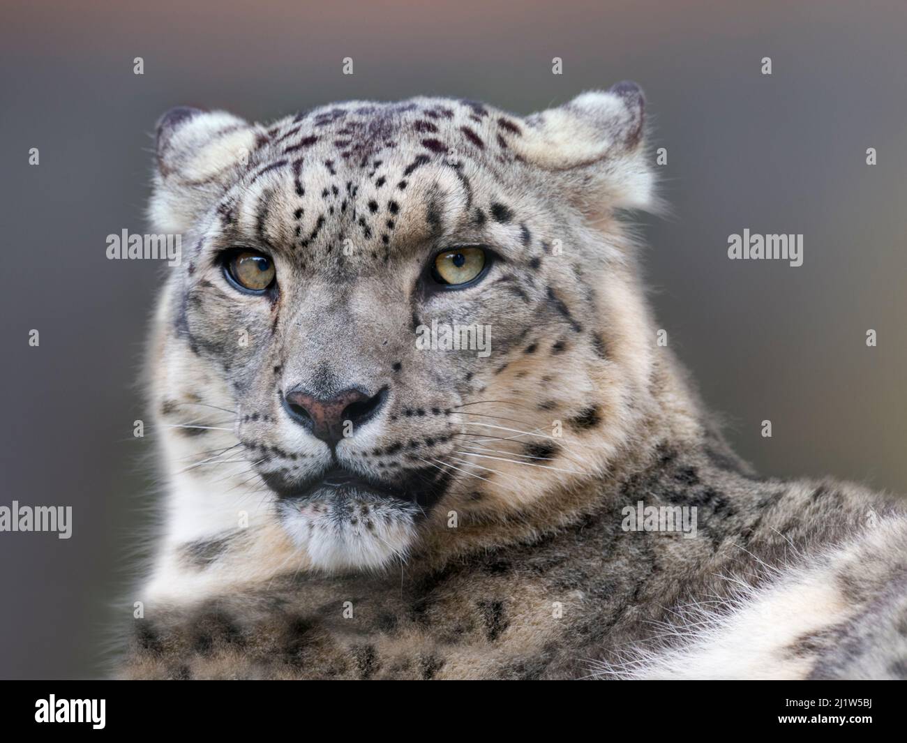 Snow leopard (Panthera uncia) with ears back. Captive Stock Photo - Alamy