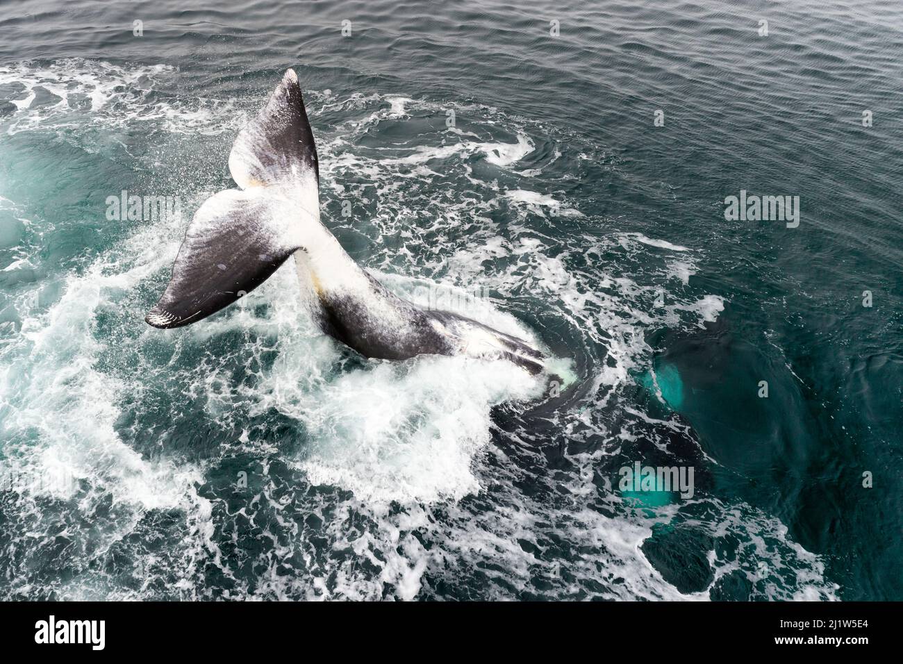 Bowhead whale balaena mysticetus tail hi-res stock photography and ...