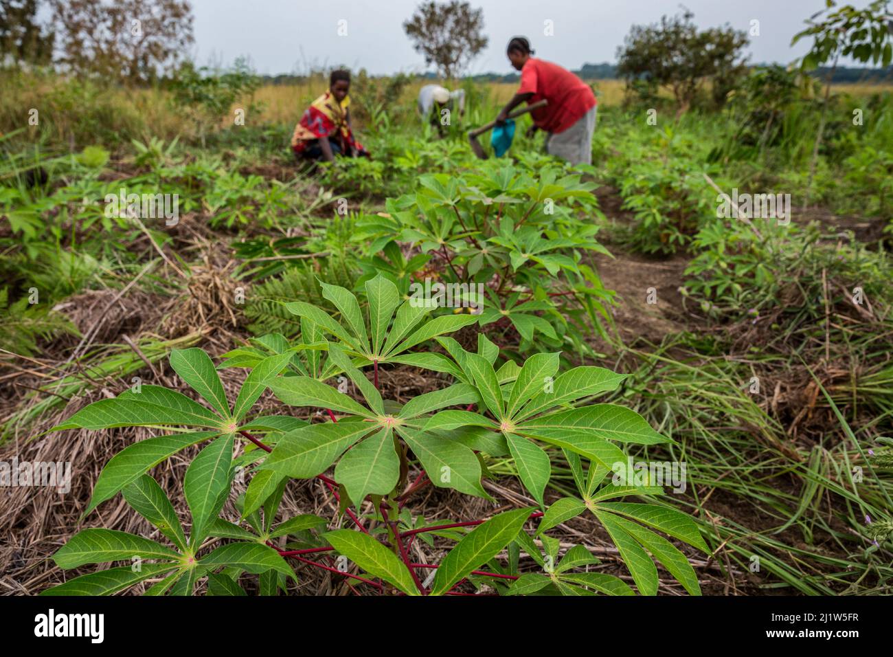 Women harvesting Cassava (Manihot esculenta), Democratic Republic of ...