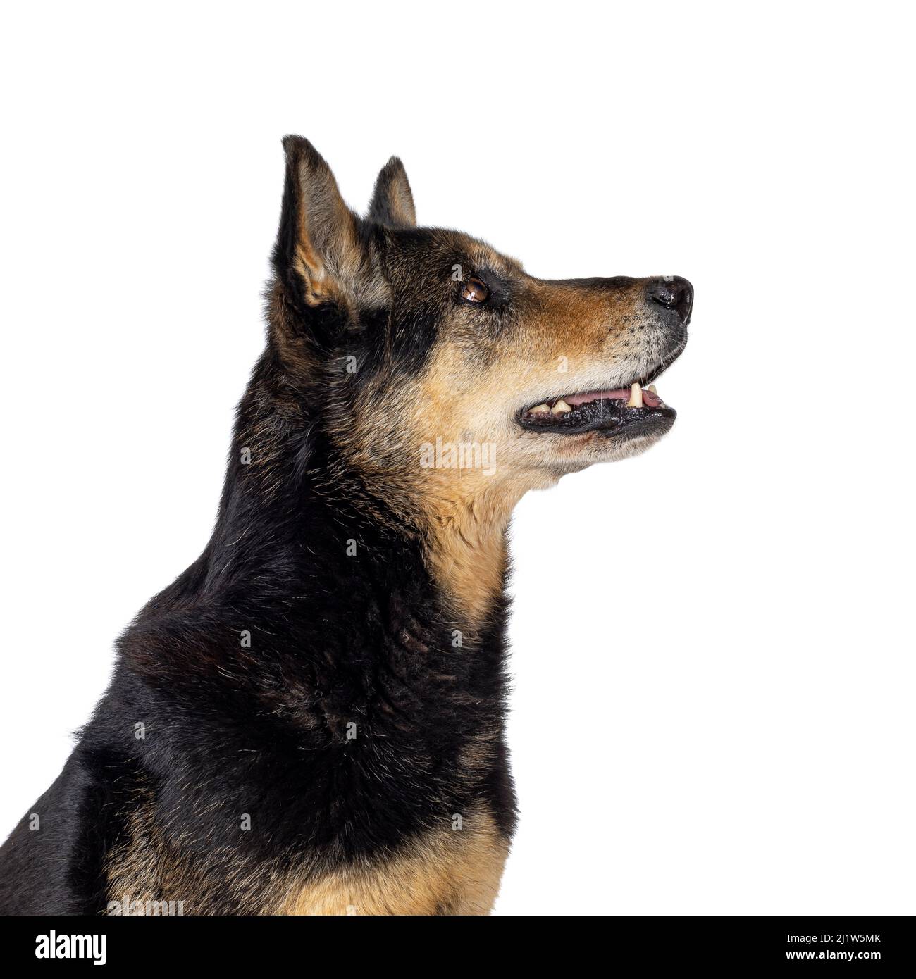 Head shot of sweet senior shepherd dog, sitting side ways. Looking up ...