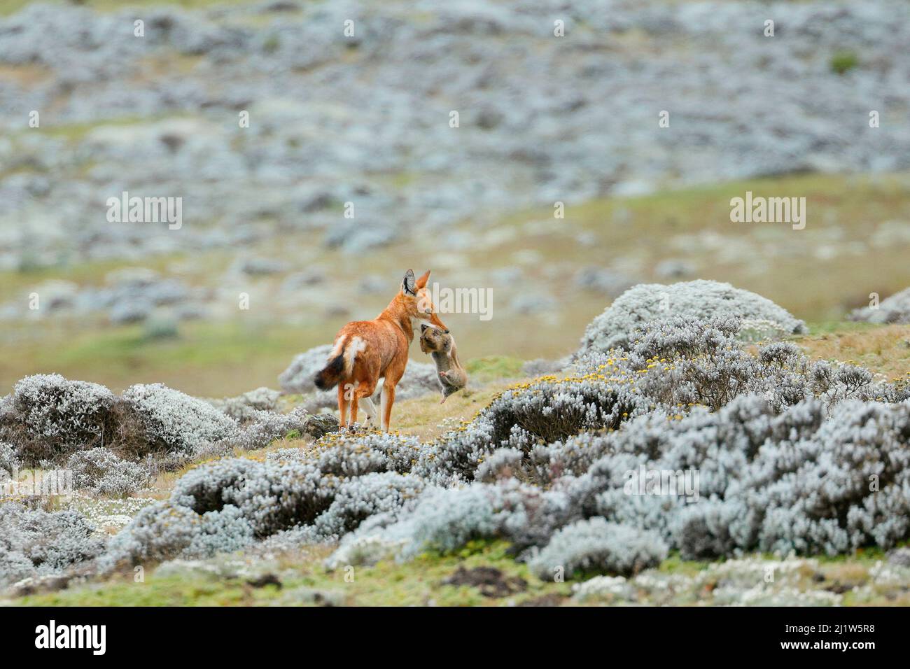 Ethiopian Wolf (Canis simensis) catching a big-headed African mole-rat ...