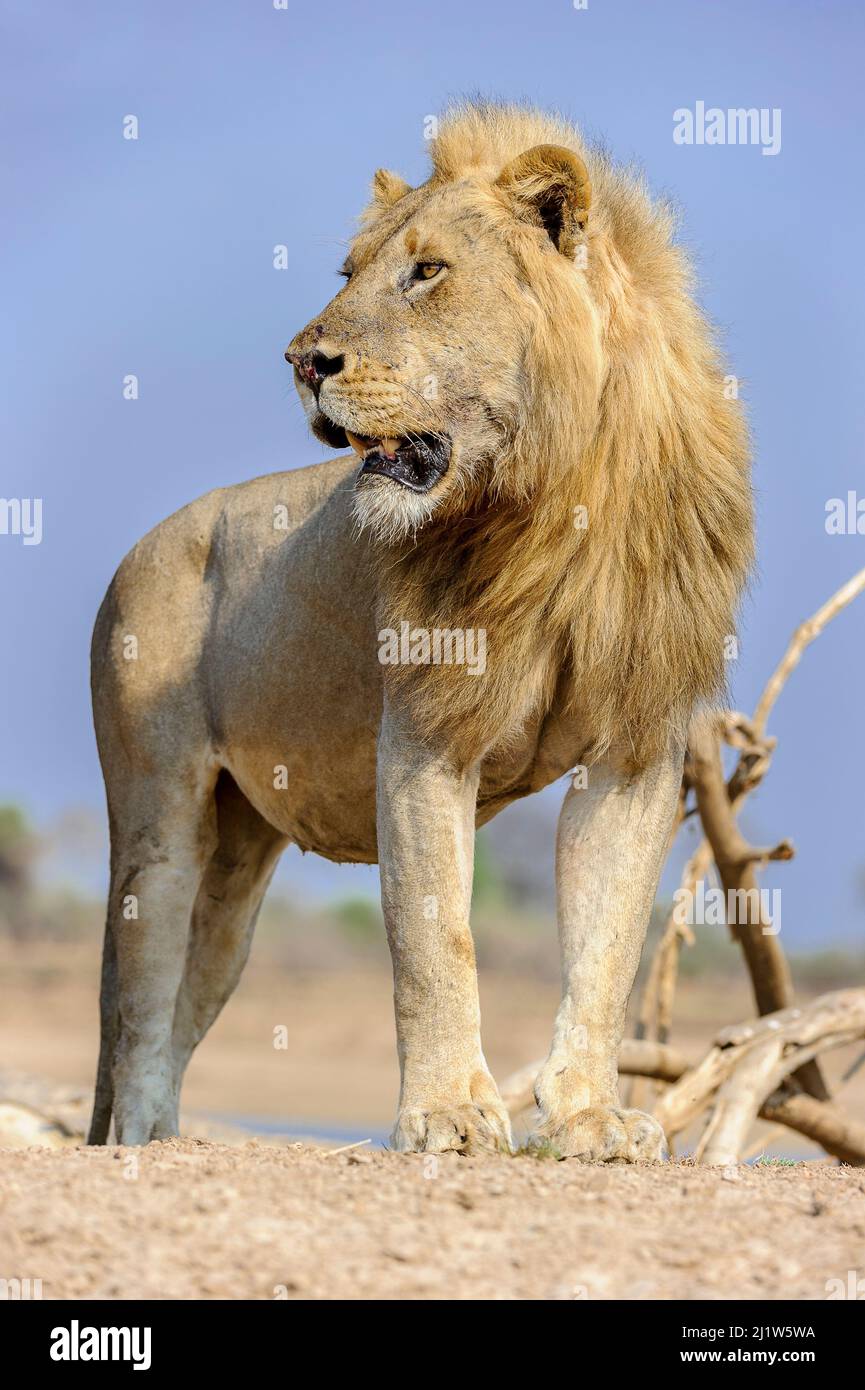Adult male lion (Panthera leo) standing on the banks of the Luangwa ...