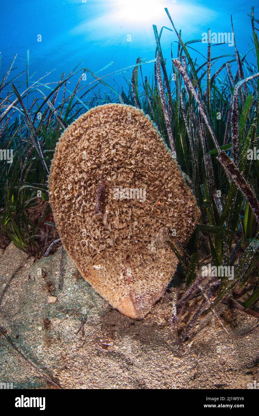 Noble pen shell (Pinna nobilis) is the largest bivalve in the ...