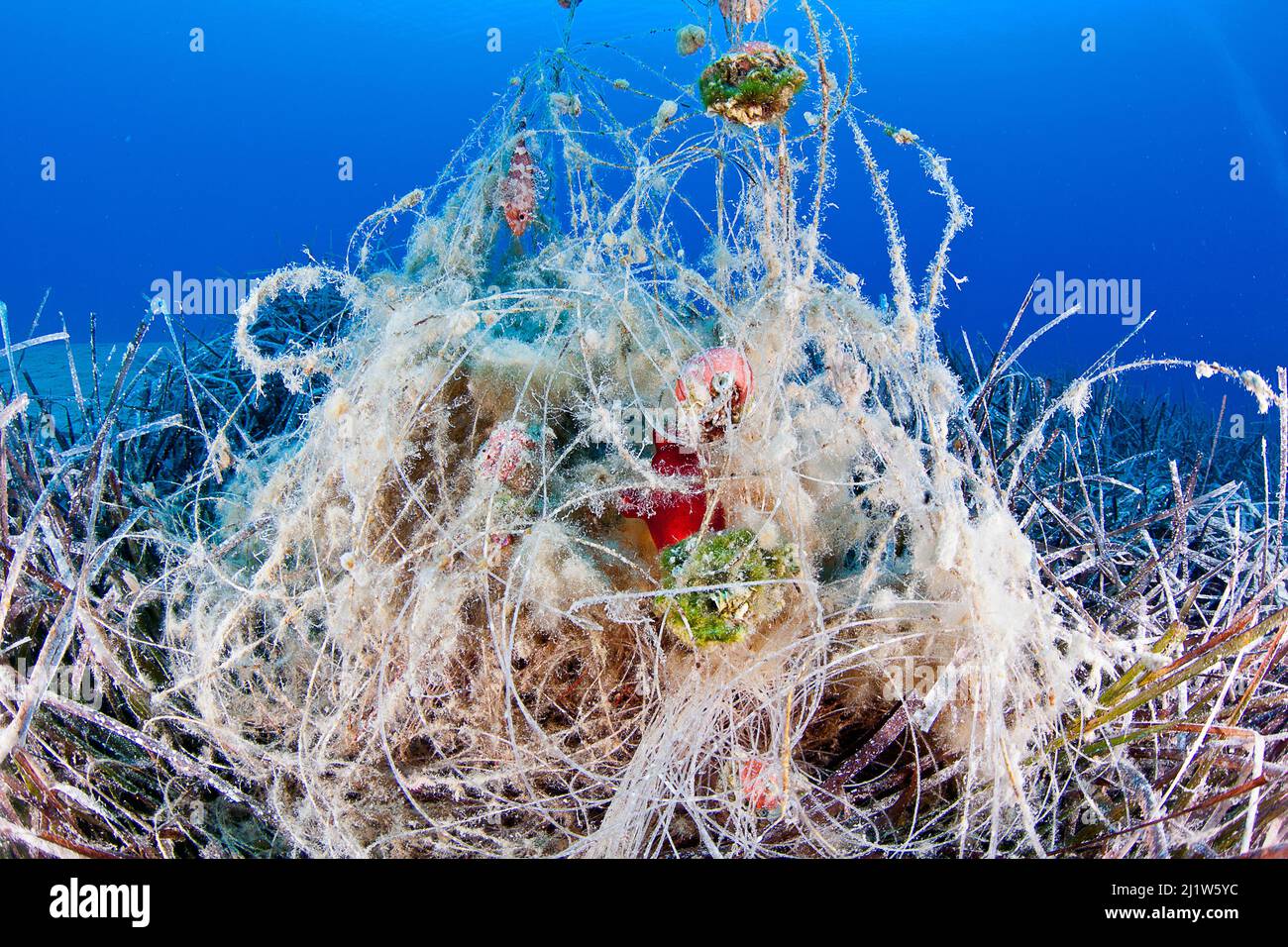 Cynthia papillata hi-res stock photography and images - Alamy