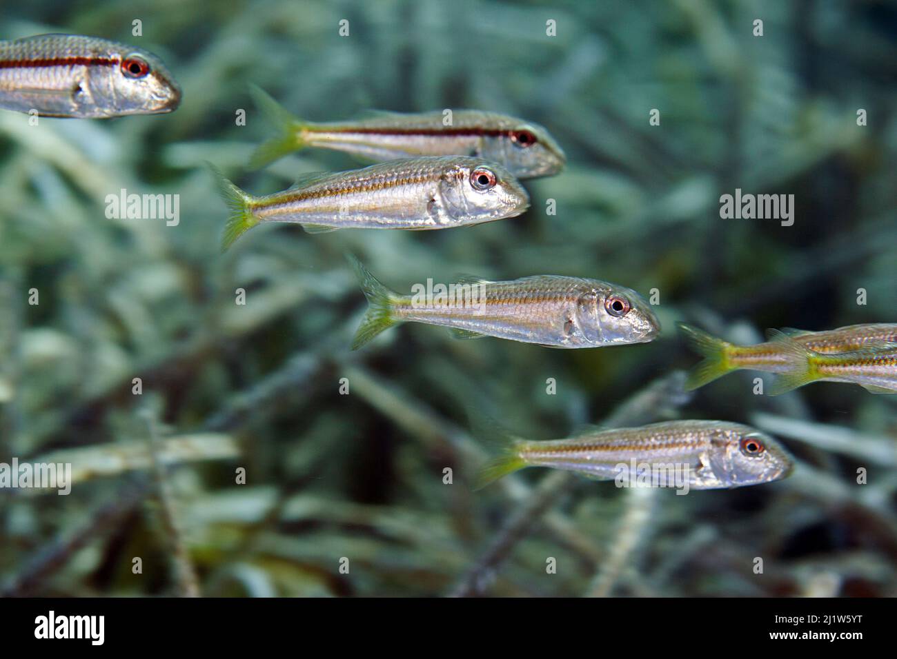 Red mullet crete hi-res stock photography and images - Alamy