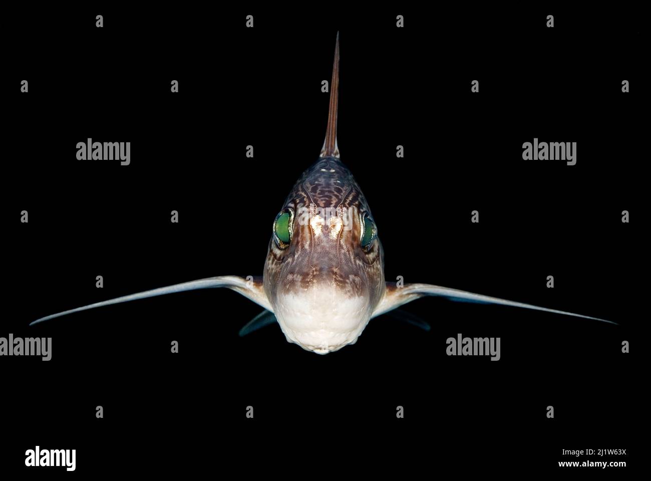 Rabbitfish / Ratfish / Ghost shark (Chimaera monstrosa) photographed at ...