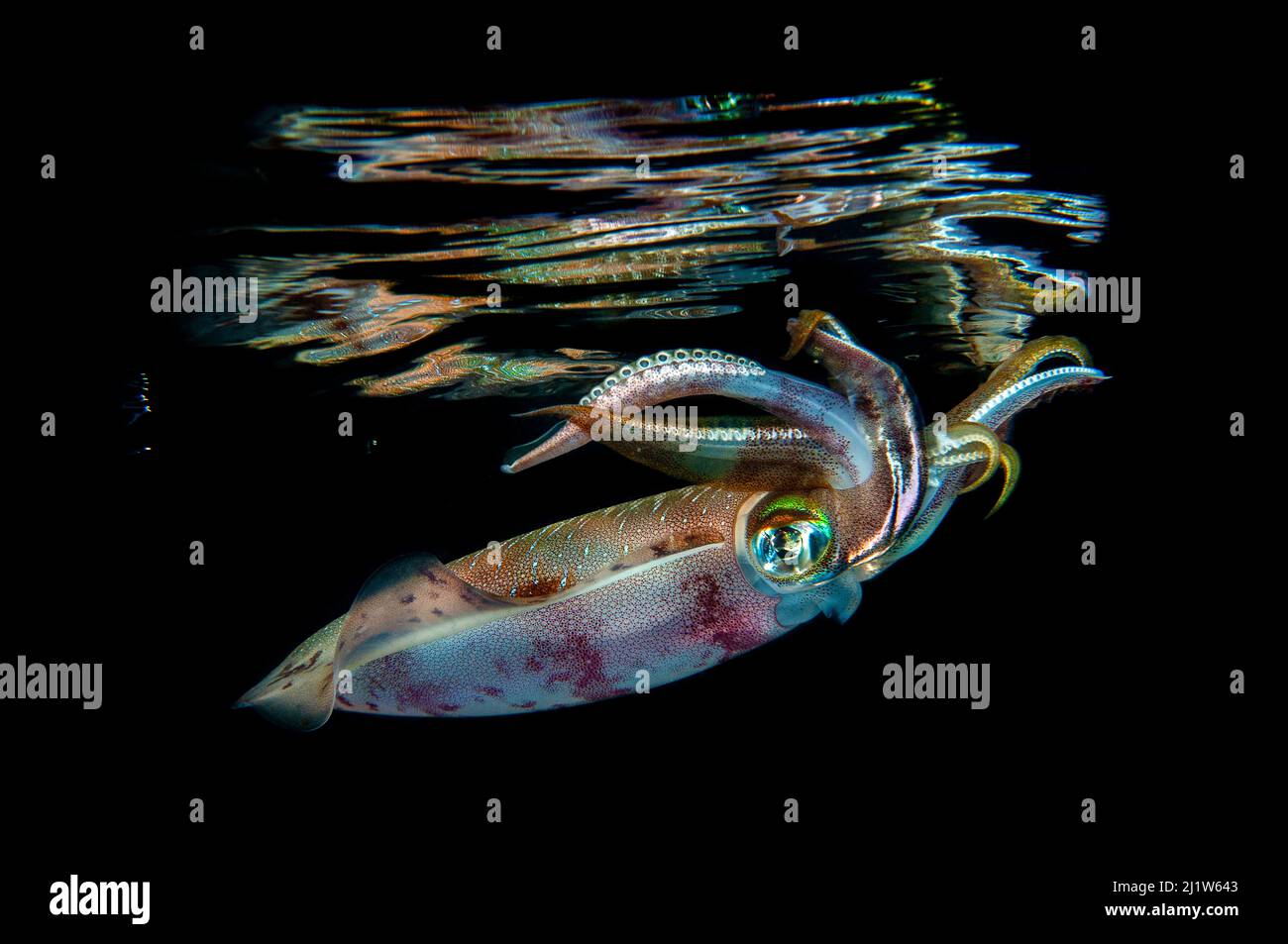 Oval squid (Sepioteuthis lessoniana) photographed at night, Marsa ...